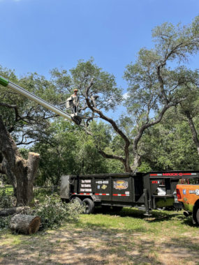 Tree Service and Landscape Trailer Options | MAXX-D Trailers